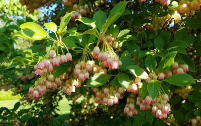 May Blooms - New England Botanic Garden at Tower Hill