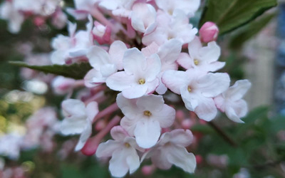 May Blooms at New England Botanic Garden at Tower Hill