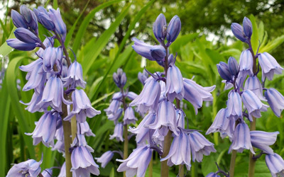 May Blooms - New England Botanic Garden at Tower Hill