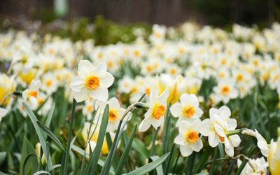 May Blooms - New England Botanic Garden at Tower Hill