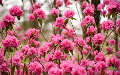 May Blooms at New England Botanic Garden at Tower Hill