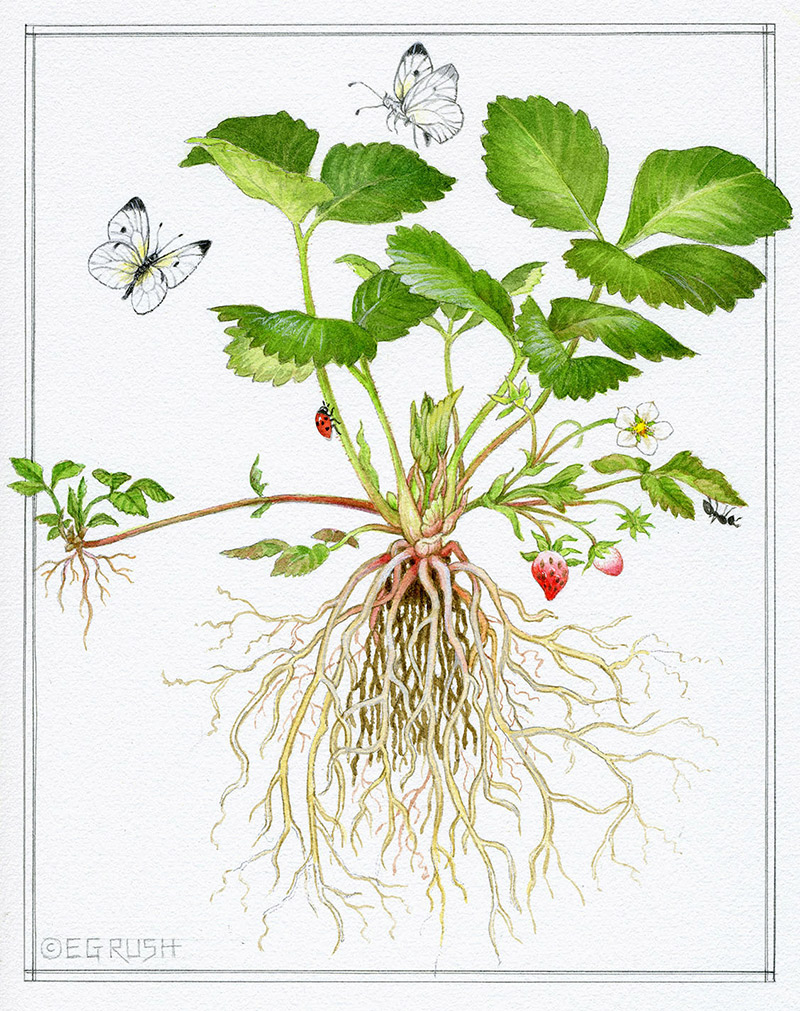 Botanical Illustration Roots