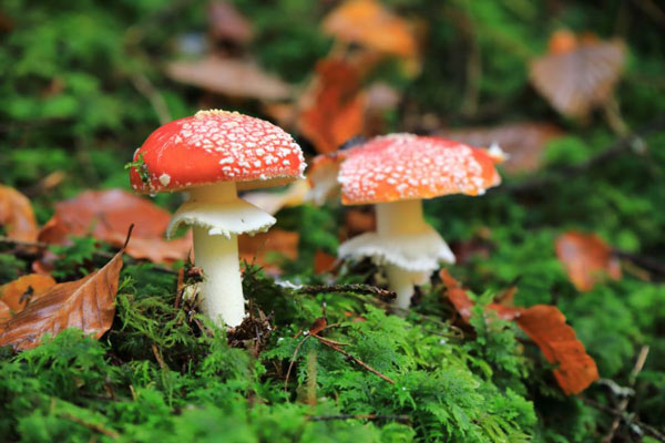 Decomposition: Fungi and Friends - New England Botanic Garden at Tower Hill