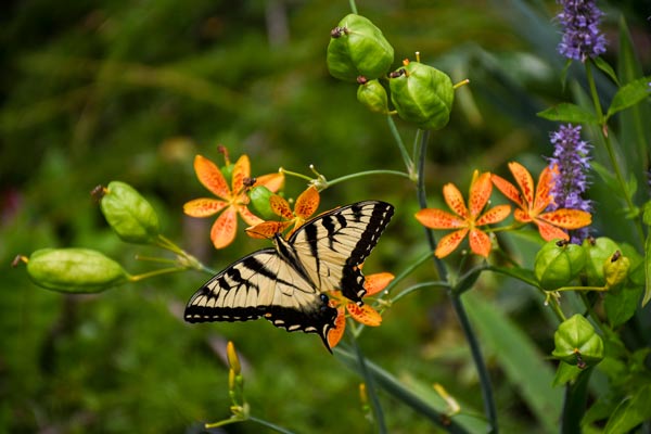 Phenomenal Pollinators - New England Botanic Garden at Tower Hill