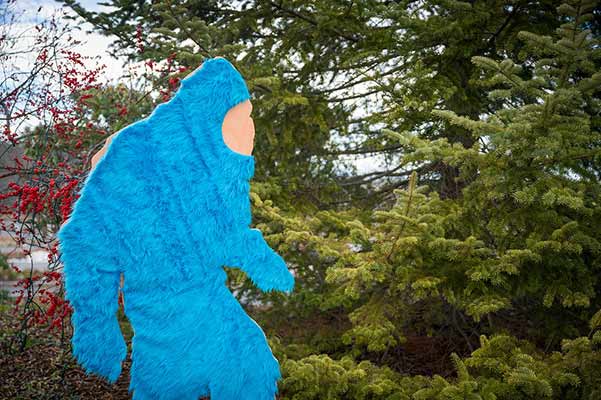 blue-yeti-trees - New England Botanic Garden at Tower Hill